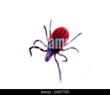 The taiga tick( Ixodes persulcatus Stock Photo - Alamy