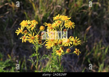 Common ragwort, Senecio jacobaea, Ragweed, Tansy Ragwort, Staggerweed ...