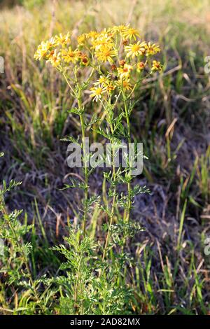 Poisonous Ragweed, Fansy ragwort, sonecio jacobaea Stock Photo - Alamy