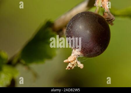 fruits, jostaberry, fruit Stock Photo - Alamy