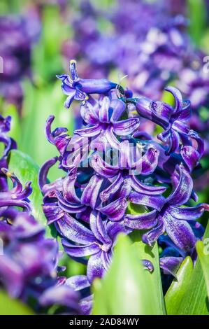 Beautiful shot of blooming purple hyacinth orchid flowers Stock Photo ...