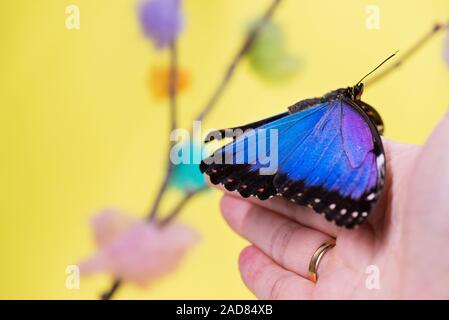 Morpho butterfly sitting on the human hand over yellow background Stock ...