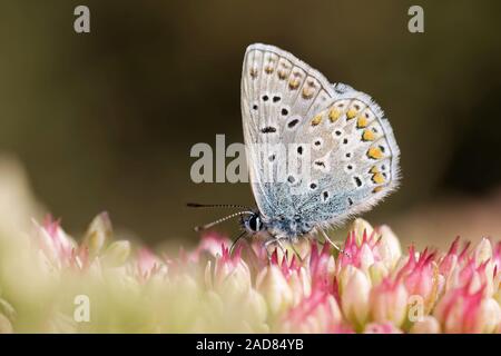 Common Blue small butterfly close up in nature, on a plant closed wings ...