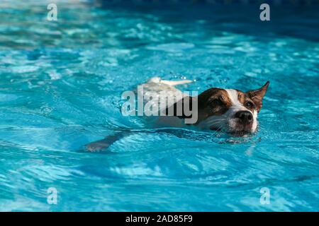 Jack Russell terrier dog swimming in aqua blue pool Stock Photo - Alamy