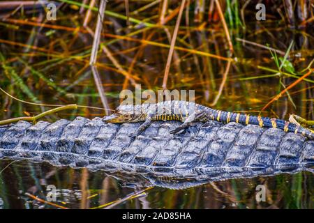 A large American Alligator with its offspring in Miami, Florida Stock ...