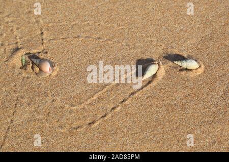 A Plough Snail (Bullia digitalis), a sea snail on the beach of ...
