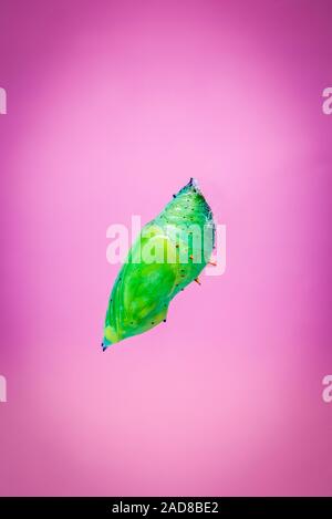 A green pupa of the tropical butterfly over pink background. Pupae is a ...