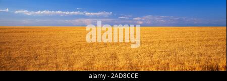 Wheat farm, Colorado, USA Stock Photo - Alamy