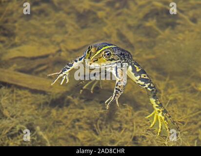Marsh frog, Rana ridibunda Stock Photo - Alamy