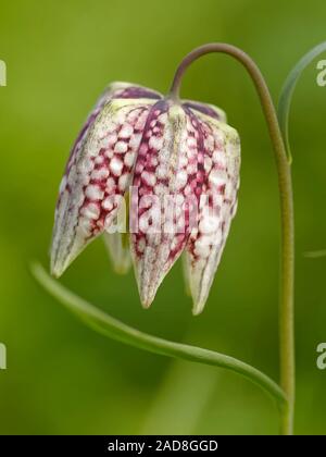 Lazarus bell flower chess chess chessboard flower Stock Photo - Alamy