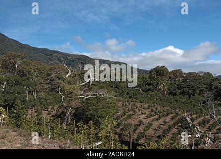 Coffee plantation in the highland at Boquete Panama Stock Photo - Alamy