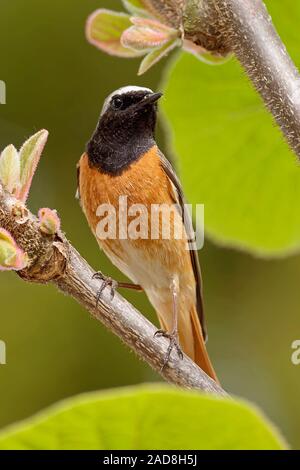 Redstart nest box Stock Photo - Alamy