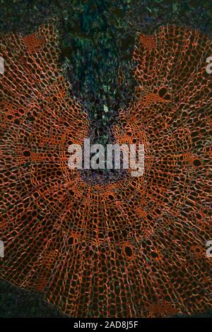 Leaf cross-section under the microscope 100x Stock Photo - Alamy