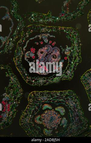 Daisy flower cross section 100x Stock Photo - Alamy