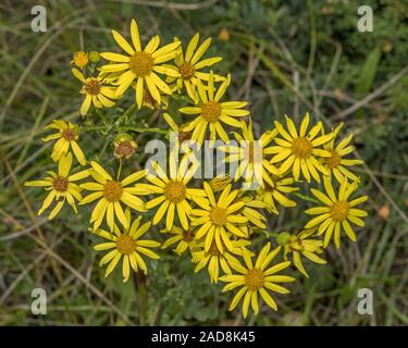st. james-wort (senecio jacobaea) in hoge veluwe national park ...