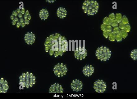 Ball algae under the microscope 100x Stock Photo - Alamy