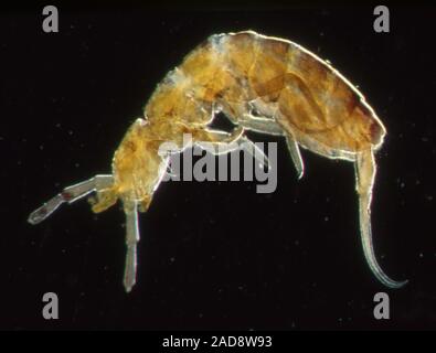 Springtail / Springschwanz Stock Photo - Alamy