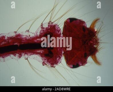 red mosquito larva under the microscope 50x Stock Photo - Alamy
