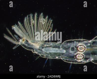 Mosquito larva under a microscope Stock Photo - Alamy