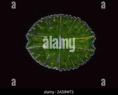 Ornamental algae Micrasterias under the microscope Stock Photo - Alamy