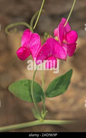 earth-nut peavine, tuberous vetchling, tuberous pea (Lathyrus tuberosus ...