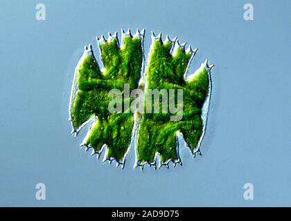 Ornamental alga Micrasterias under the microscope Stock Photo - Alamy