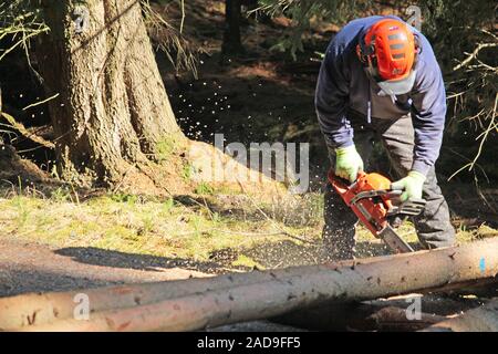 tree felling operations Stock Photo - Alamy
