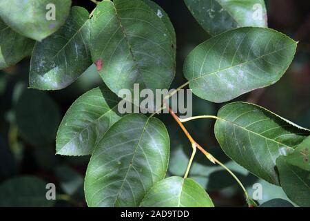 Copper rock pear Stock Photo - Alamy