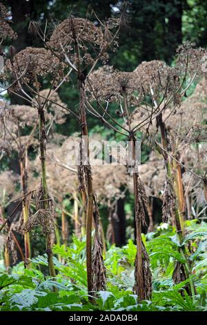 Giant hogweed (Heracleum mantegazzianum), Hercules weed Stock Photo - Alamy