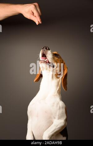 Beagle dog on a grey background standing on back legs, looking upwards ...