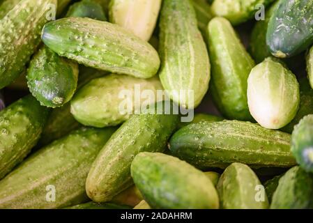 Cucumber harvest. many cucumbers. cucumbers from the field Stock Photo ...