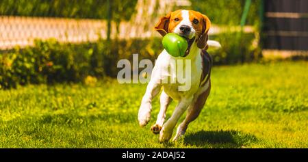 Beagle dog runs through green meadow towards camera Stock Photo - Alamy