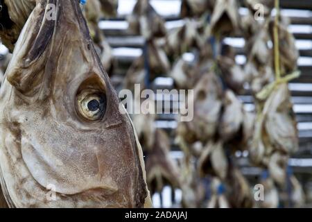 cod, Atlantic cad, codling (Gadus morhua), on a rack for drying ...