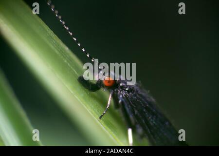 Black insect, black caddis fly (Notidobia) on the stalk sedge, adult ...