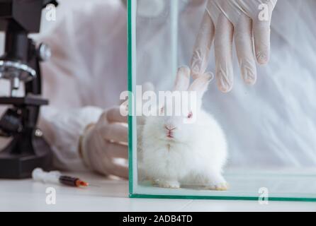 The white rabbit in scientific lab experiment Stock Photo - Alamy