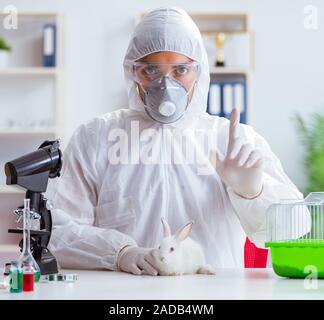 The scientist doing animal experiment in lab with rabbit Stock Photo ...