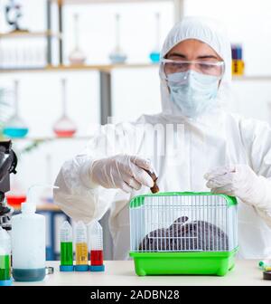 Vet scientist doing chemical test in laboratory Stock Photo - Alamy