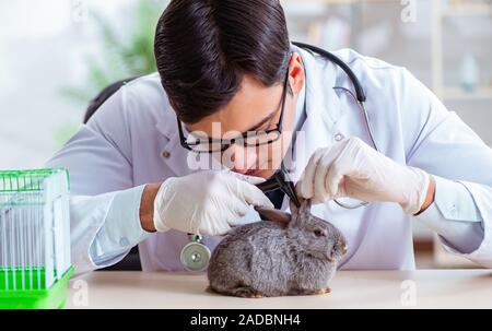 Vet doctor checking up rabbit in his clinic Stock Photo - Alamy