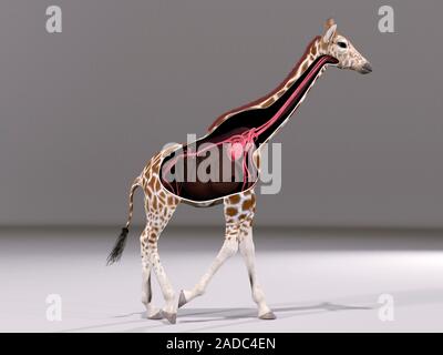Giraffe Heart Anatomy