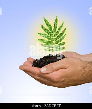 Tree shoot in hand as a symbol of nature potection Stock Photo - Alamy
