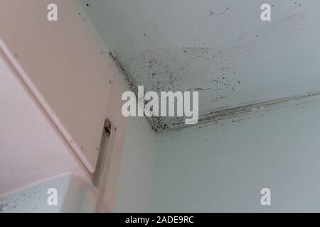 mold on the walls of the bathroom that is formed by the steam Stock ...
