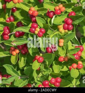 A close up to a Lonicera morrowii or the Morrow's honeysuckle flower ...