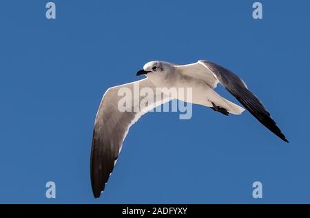 Common gull in flight against the blue sky Stock Photo - Alamy