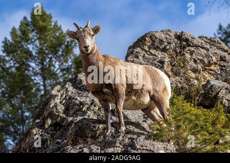 Bighorn Sheep Banff National Park Kanada Stock Photo - Alamy