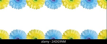 seamless pattern of gerbera flowers isolated on black background Stock ...
