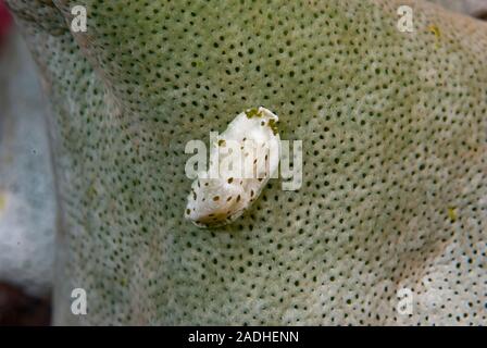 Cycloporus sp. Flatworm on Atriolum robustum Stock Photo - Alamy