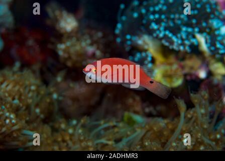 Little Maori Wrasse Cheilinus bimaculatus Stock Photo - Alamy