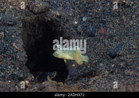 Red-Spot Razor Wrasse Xyrichthys pentadactylus Stock Photo - Alamy
