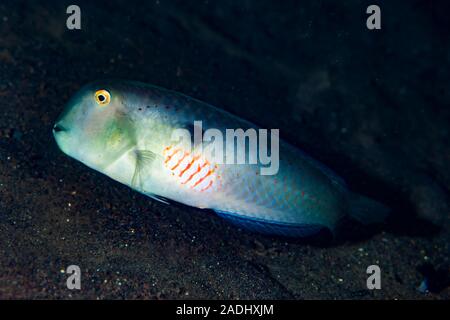 Red-Spot Razor Wrasse Xyrichthys pentadactylus Stock Photo - Alamy