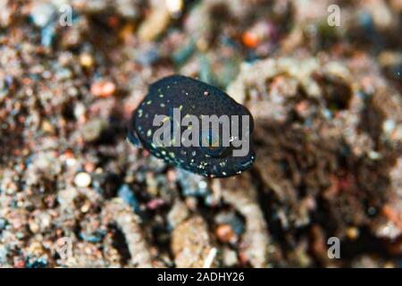 Scribbled Pufferfish Arothron mappa Stock Photo - Alamy